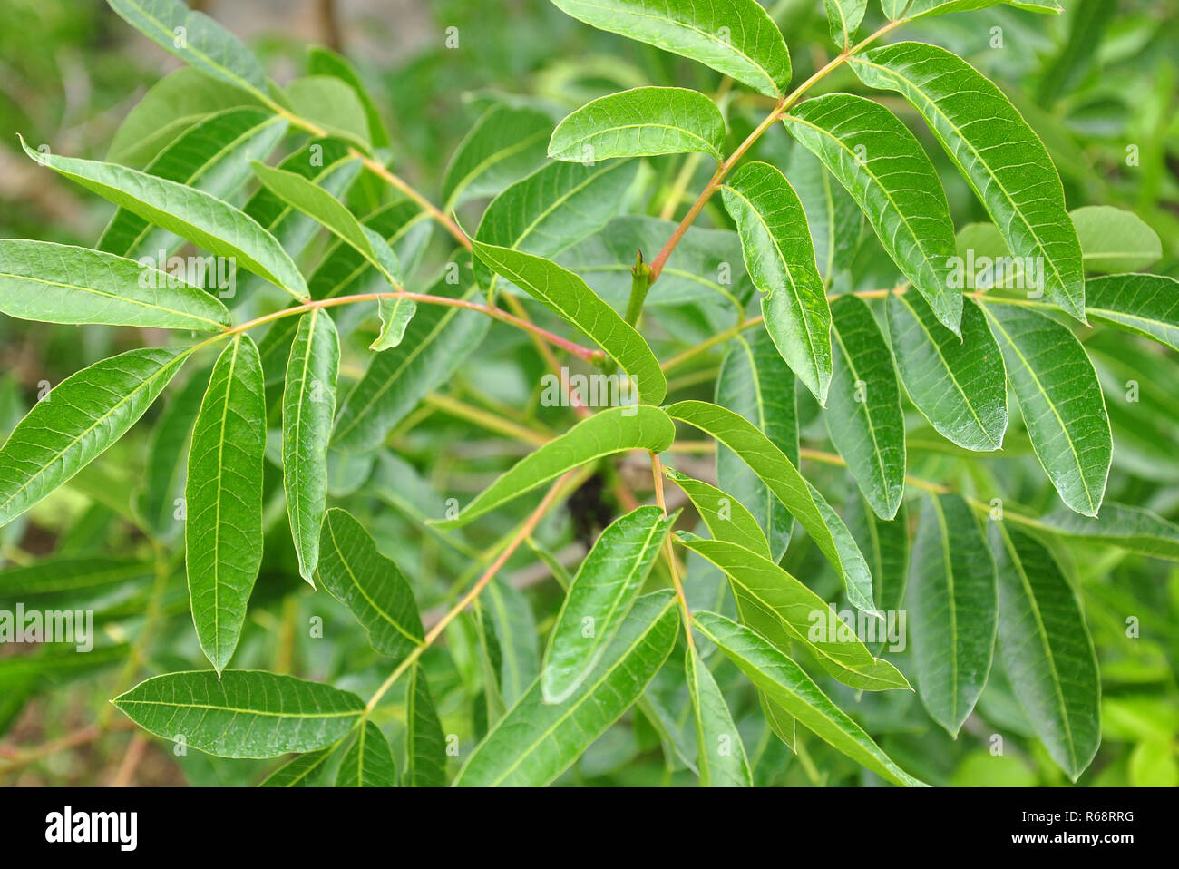 Pistacia terebinthus hi-res stock photography and images - Alamy