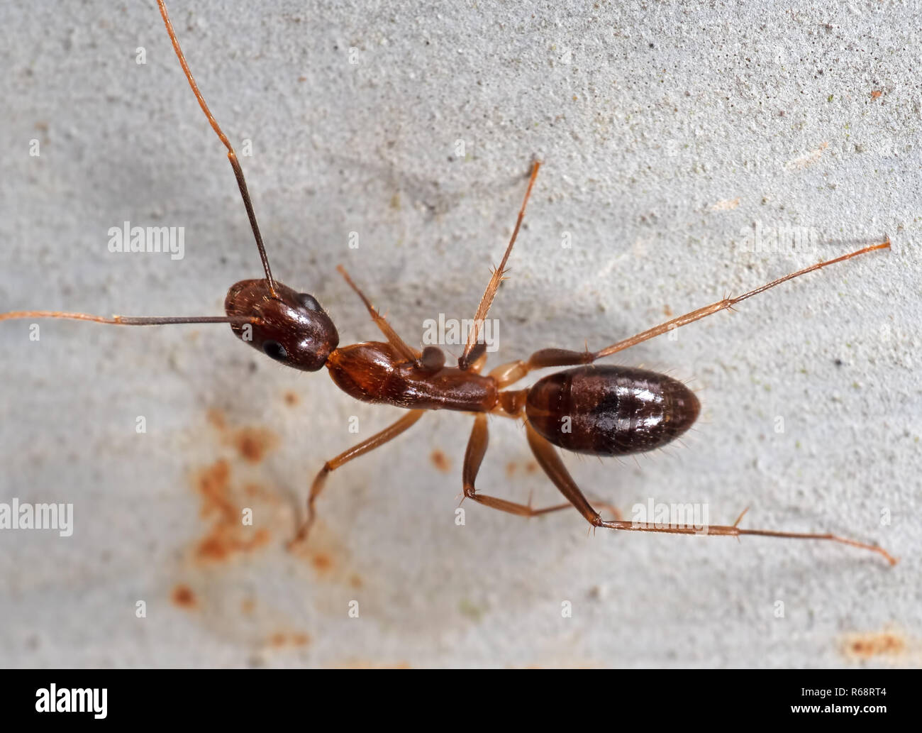 Macro Photography of Ant on The Wall Stock Photo - Alamy