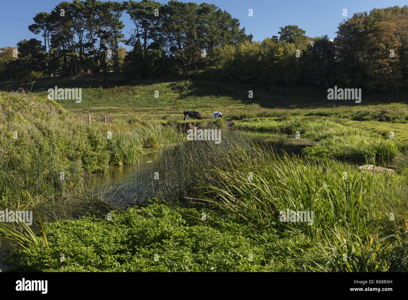 Piddle hi-res stock photography and images - Alamy