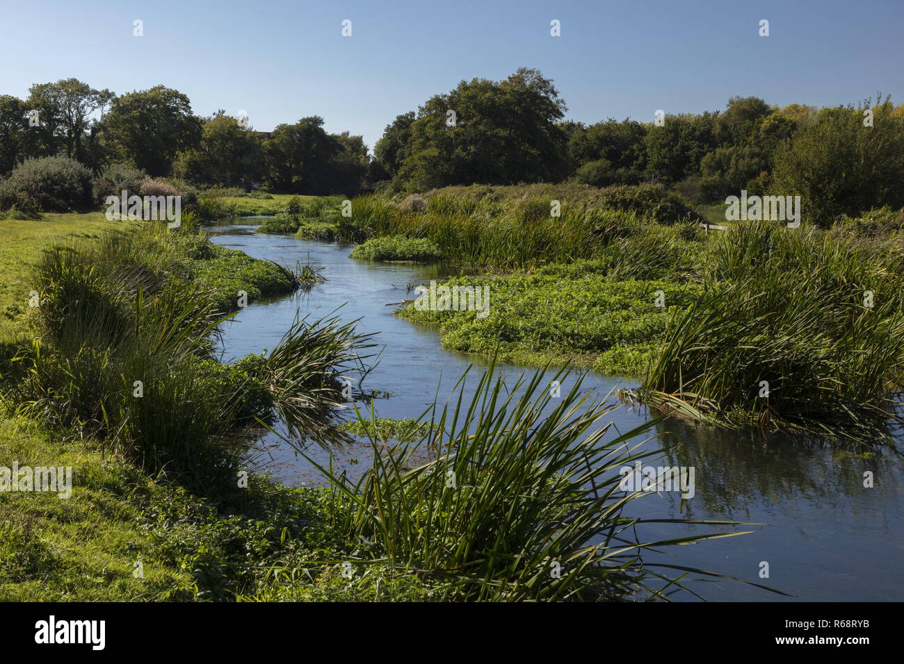 Wareham Common, in the valley of the River Piddle, Wareham. Dorset ...