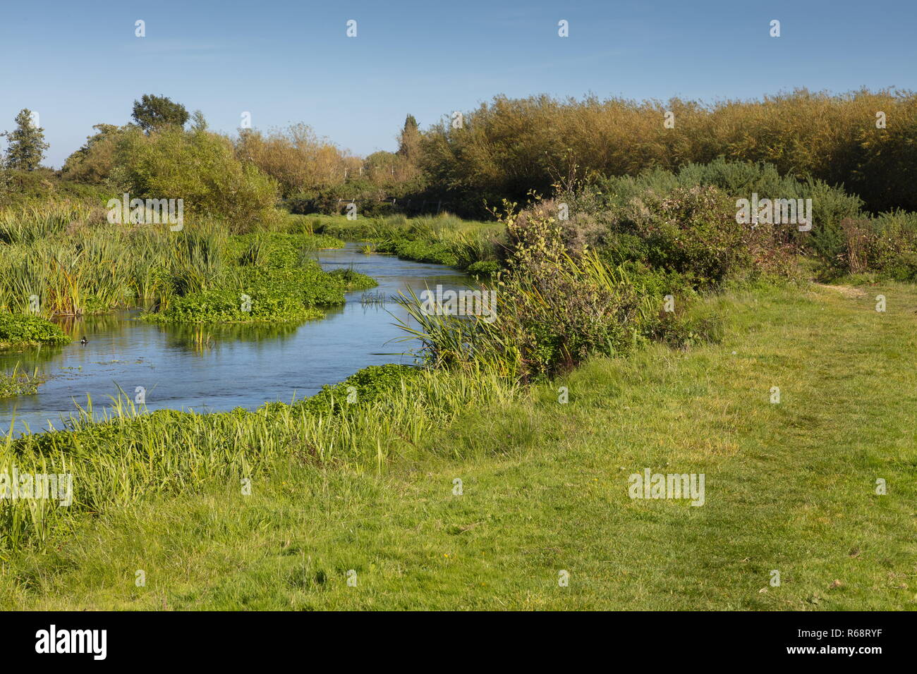 Wareham Common, in the valley of the River Piddle, Wareham. Dorset ...