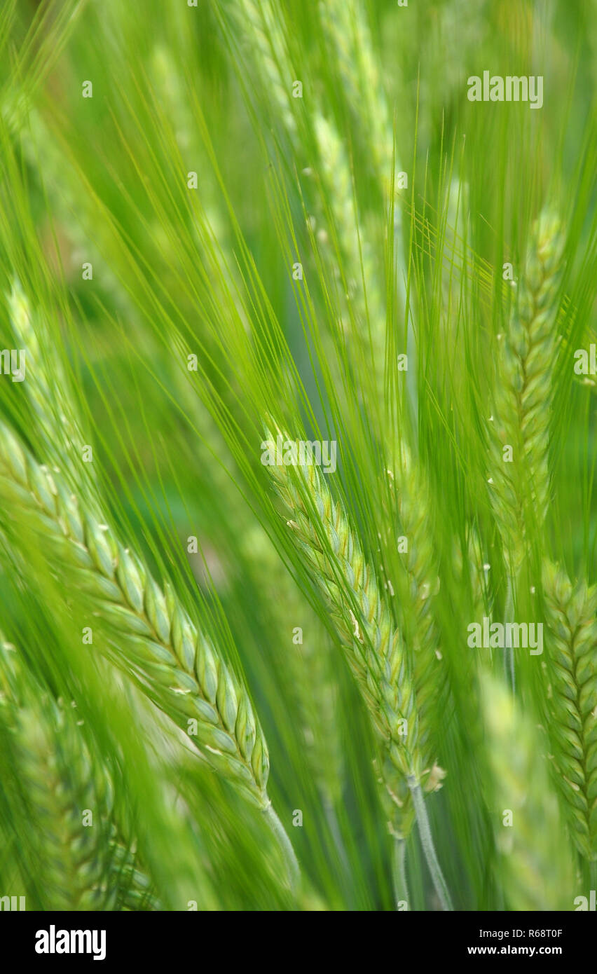 Triticale ears hi-res stock photography and images - Alamy
