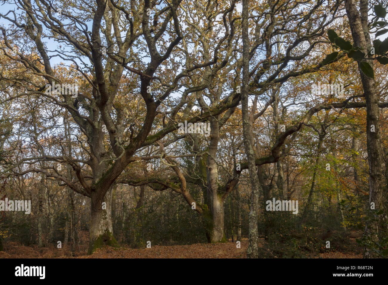 Ancient pollard oaks in wood pasture at Slepe nr. Wareham; Isle of ...