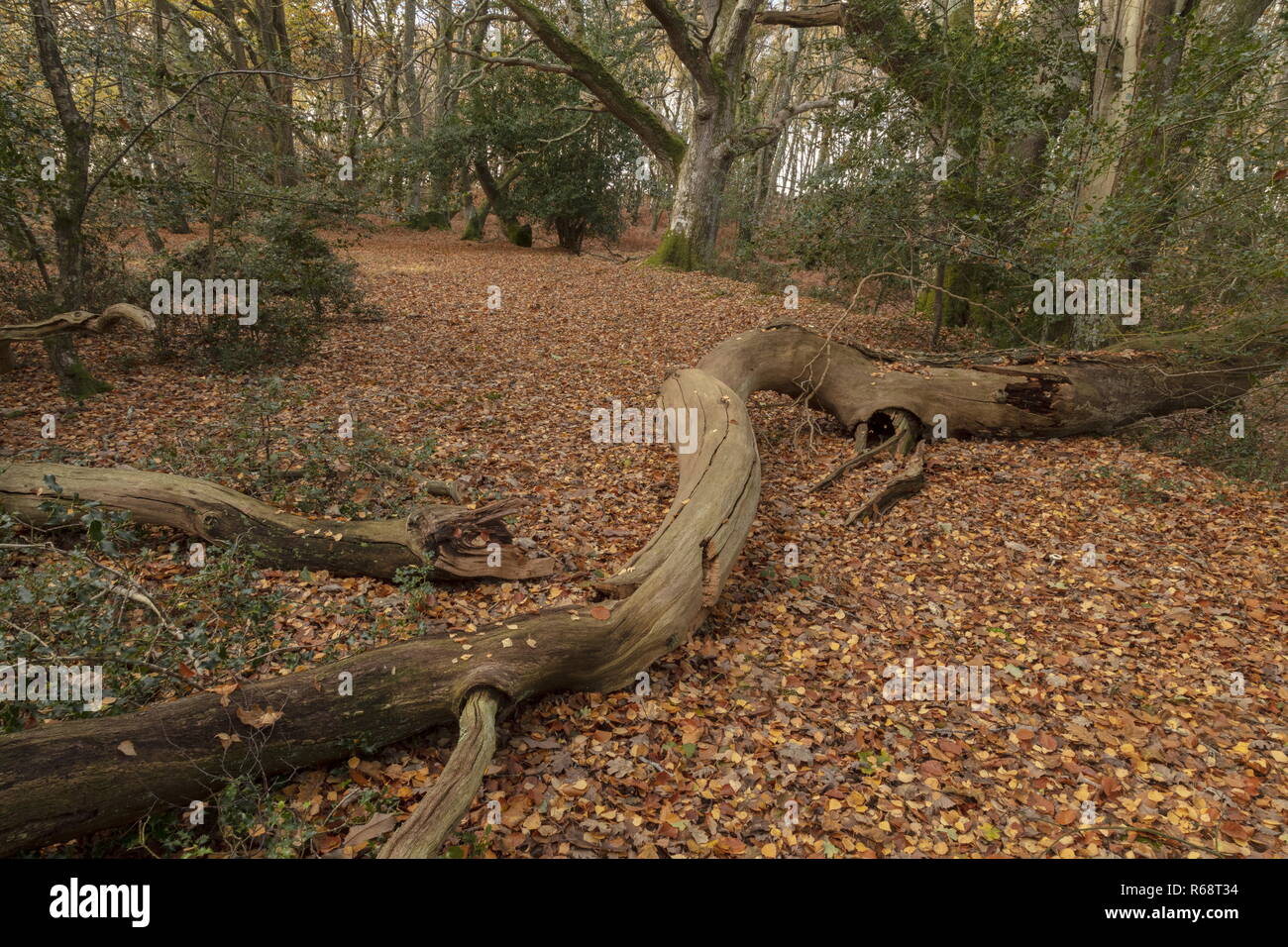 Ancient beech and oak wood pasture at Slepe nr. Wareham; Isle of ...