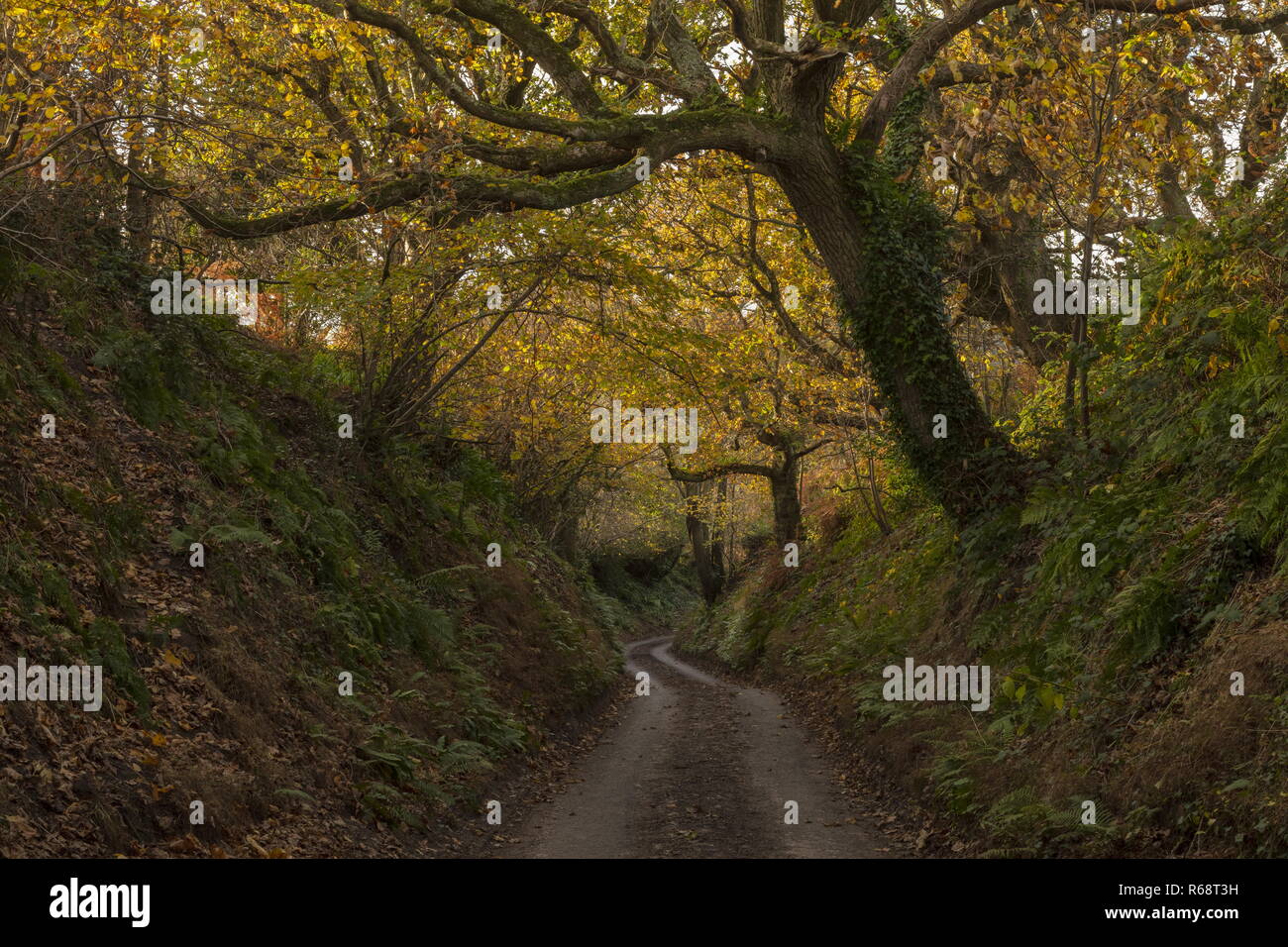 Hollow way dorset hi-res stock photography and images - Alamy