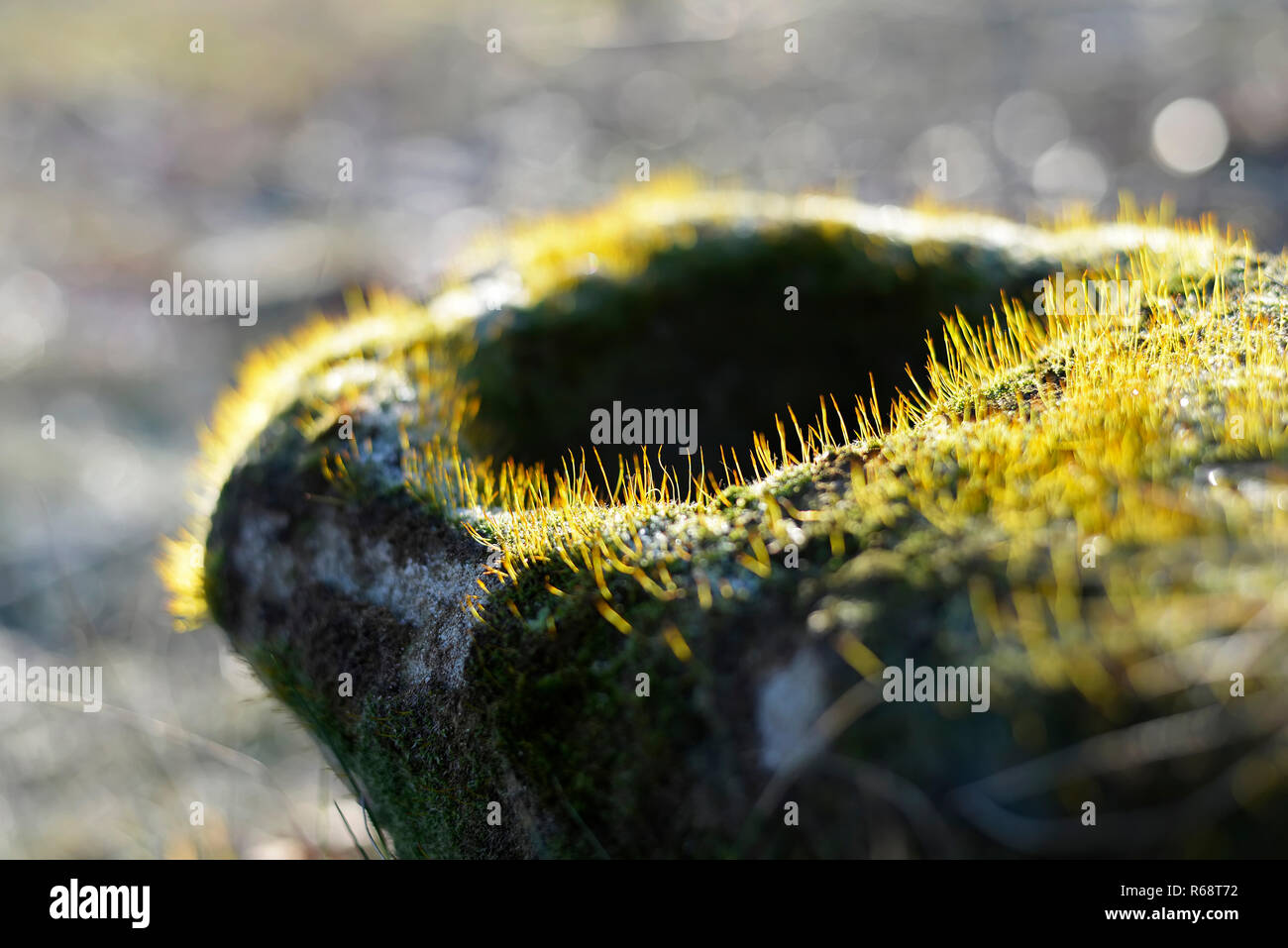 moss in the back light Stock Photo - Alamy