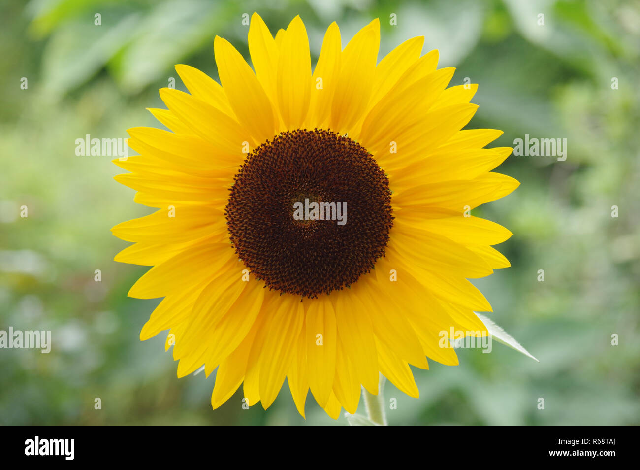 Close up of a sunflower Stock Photo - Alamy
