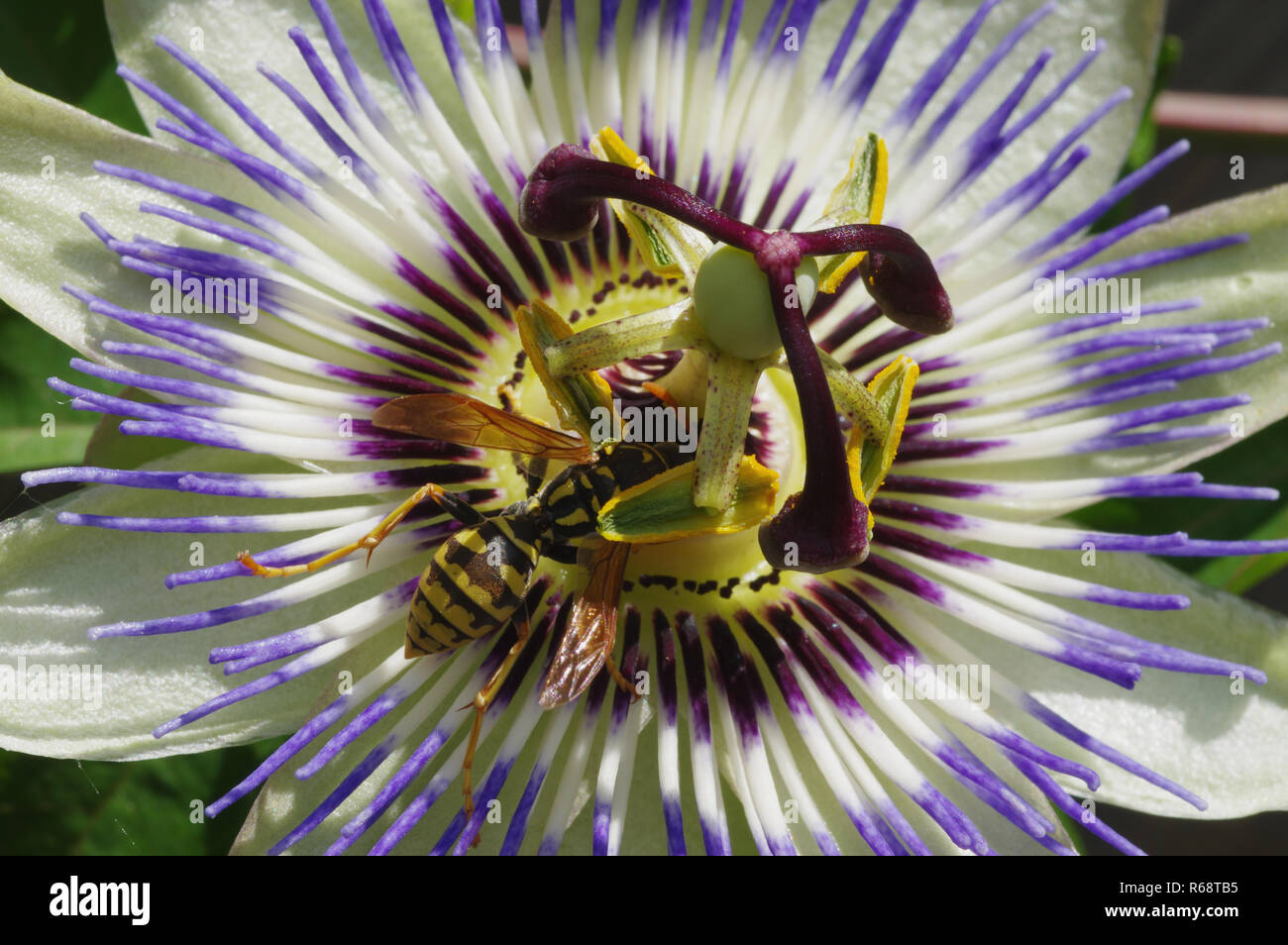 Passiflora petals open hi-res stock photography and images - Alamy