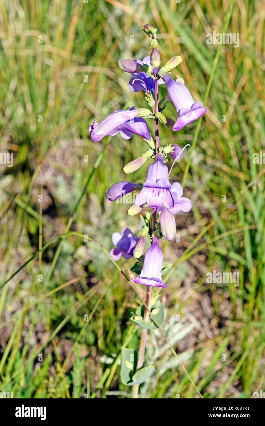 Bush Penstemon in the Prairie Stock Photo - Alamy