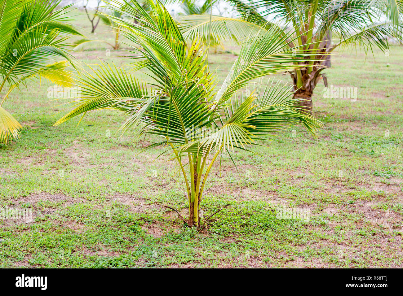 The beginning of a small coconut Stock Photo - Alamy