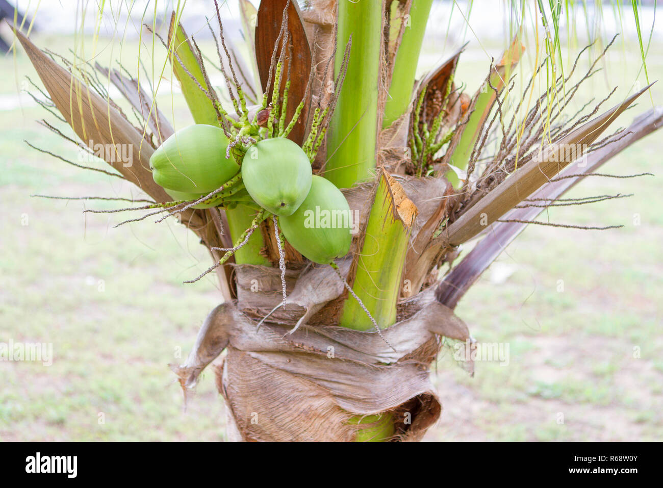 Coconuts are on the tree, young coconut Stock Photo - Alamy