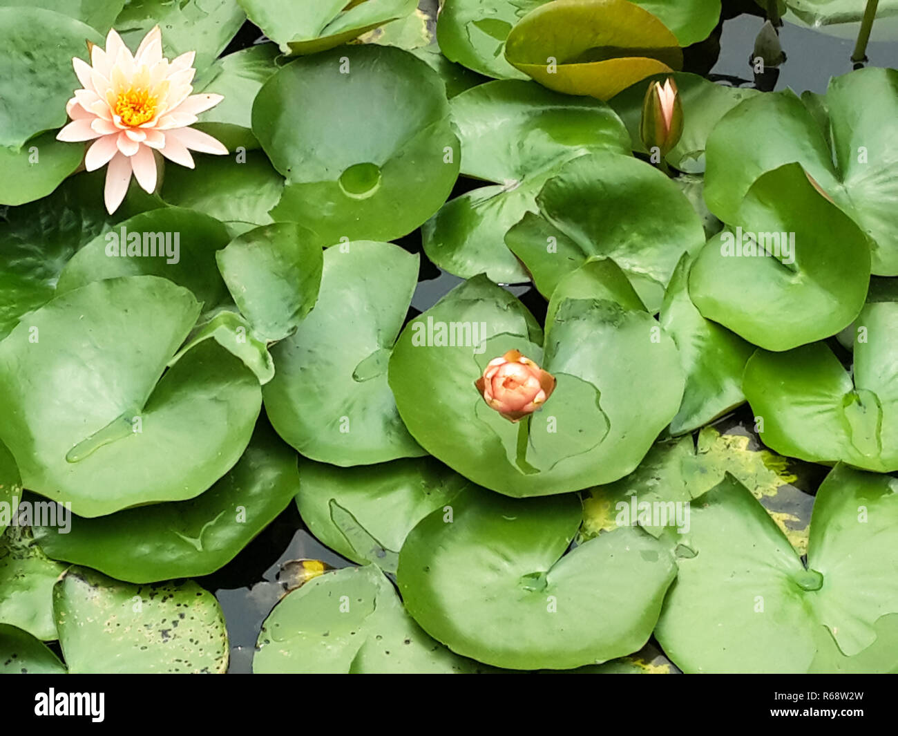 Lotus Flower Growth Stages at Jayden Scrymgeour blog
