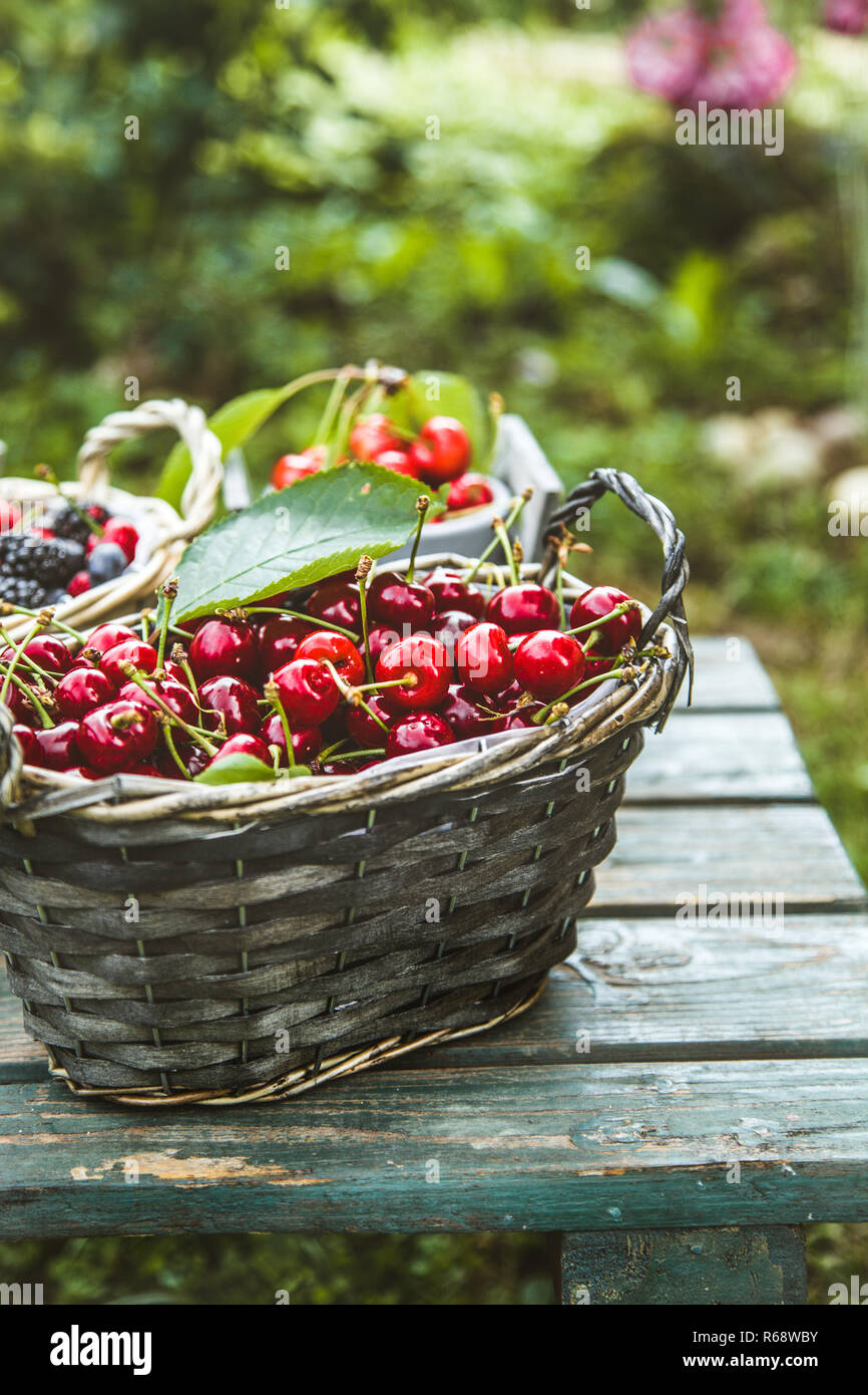 Forest view sweet cherry tree hi-res stock photography and images - Alamy