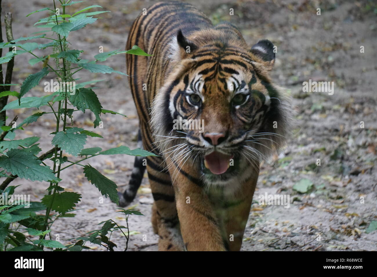 White straight teeth close up hi-res stock photography and images - Alamy