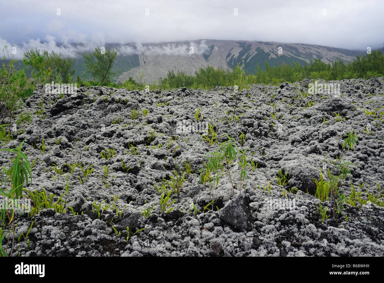 Grass growing on lava rocks hi-res stock photography and images - Alamy