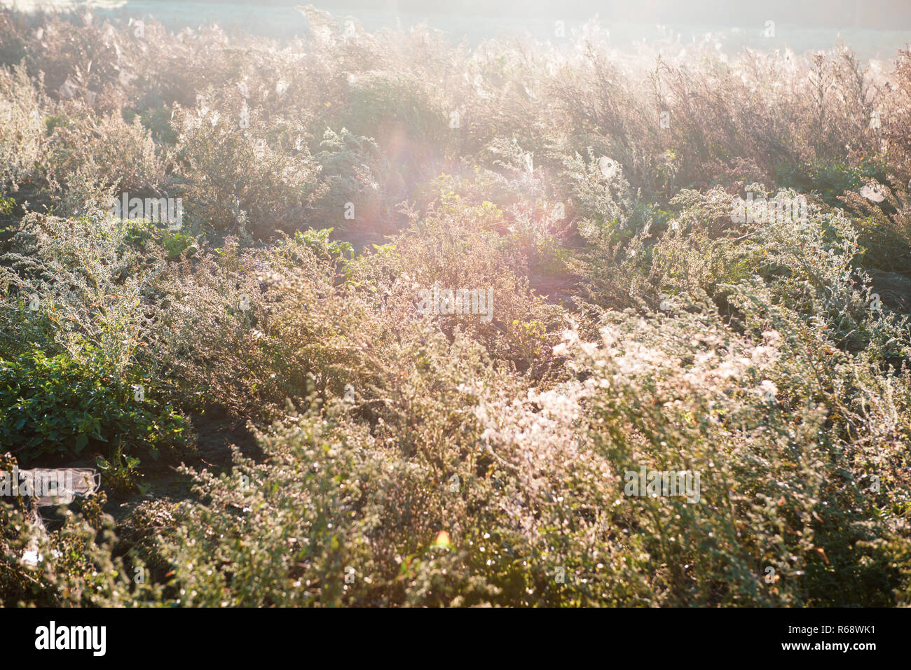 Warm season grasses hi-res stock photography and images - Alamy