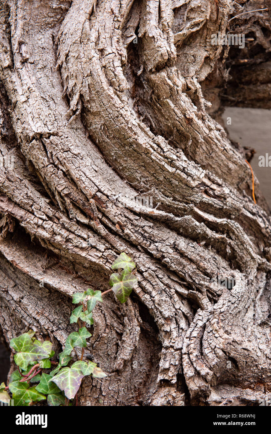 Old strong stem of a grapevine Stock Photo - Alamy