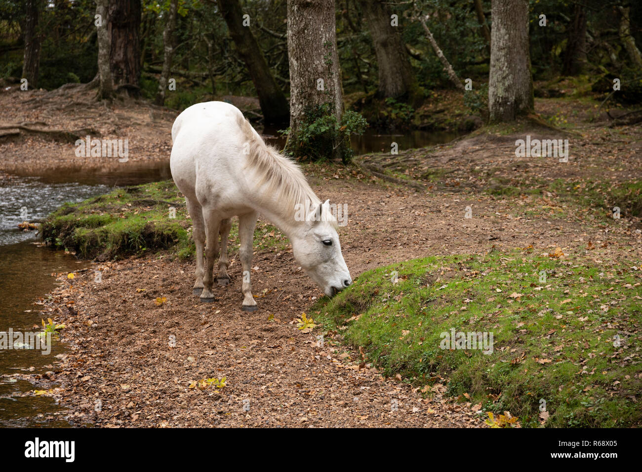 Beautiful New Forest pony in Autumn woodland landscape with vibrant ...