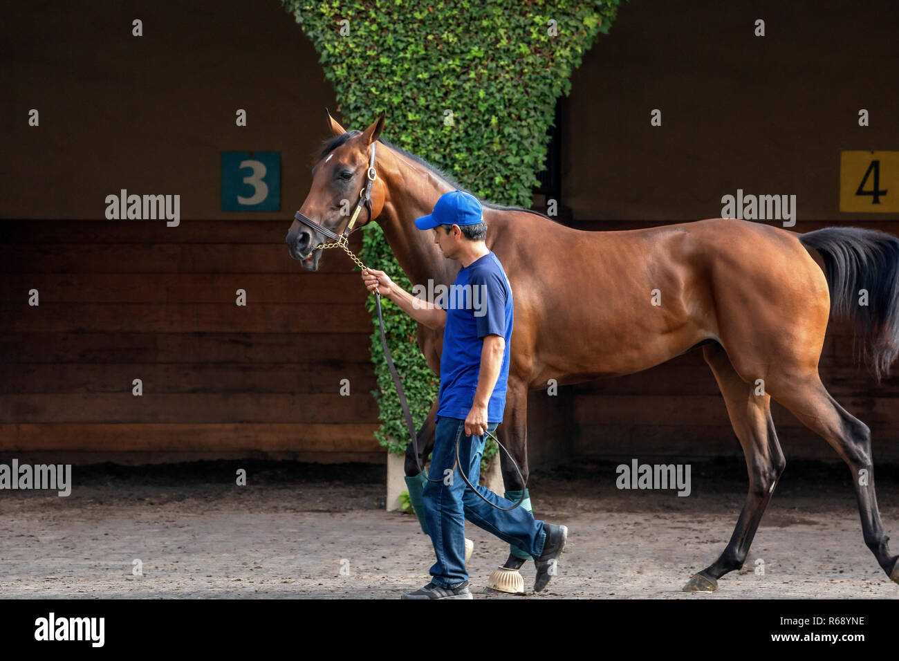 Horse walking profile hi-res stock photography and images - Alamy