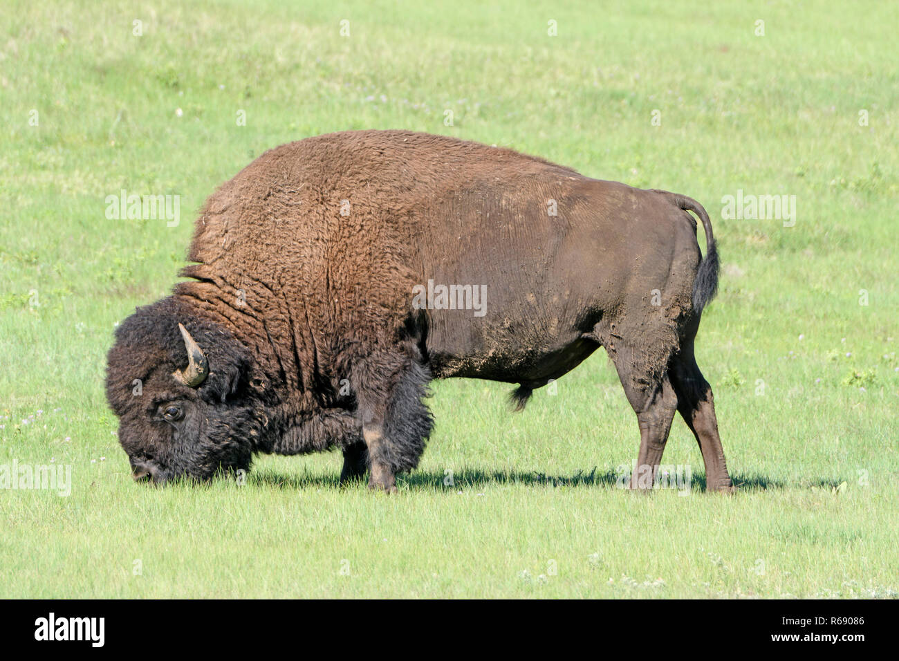 Bison Feeding in the Grasslands Stock Photo - Alamy