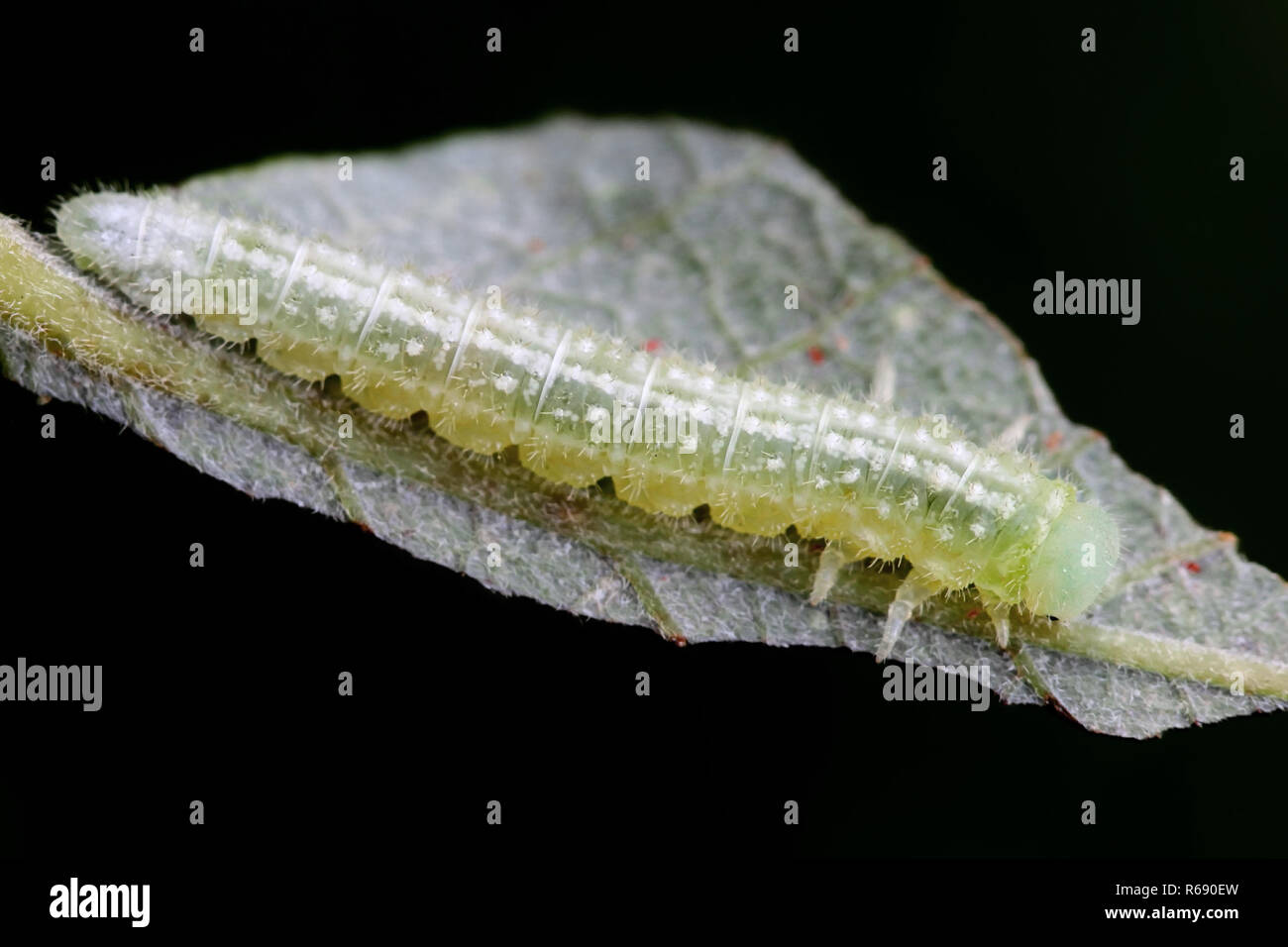 Wasp larvae caterpillar hi-res stock photography and images - Alamy