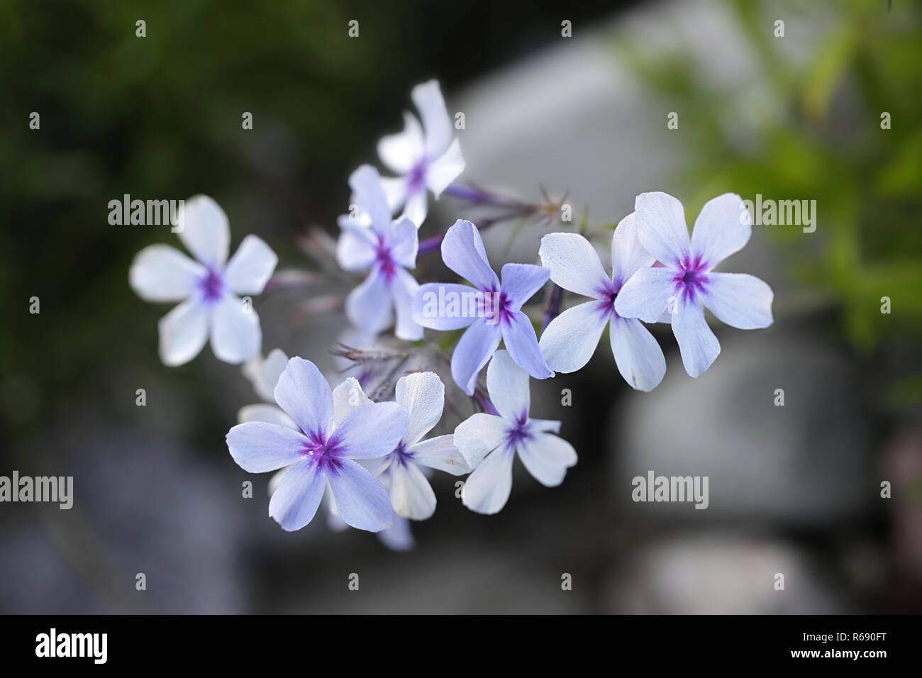 Phlox subulata, known as creeping phlox, moss phlox, moss pink, or ...