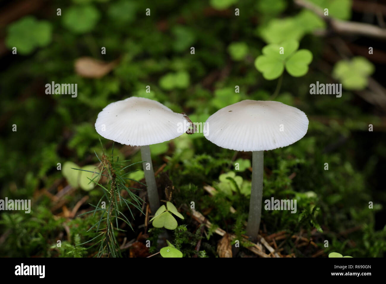 White form of lilac bonnet, Mycena pura Stock Photo - Alamy