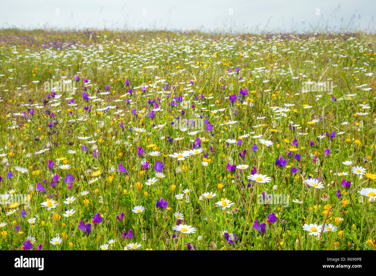 Wildflower field in Evora, Portugal Stock Photo - Alamy