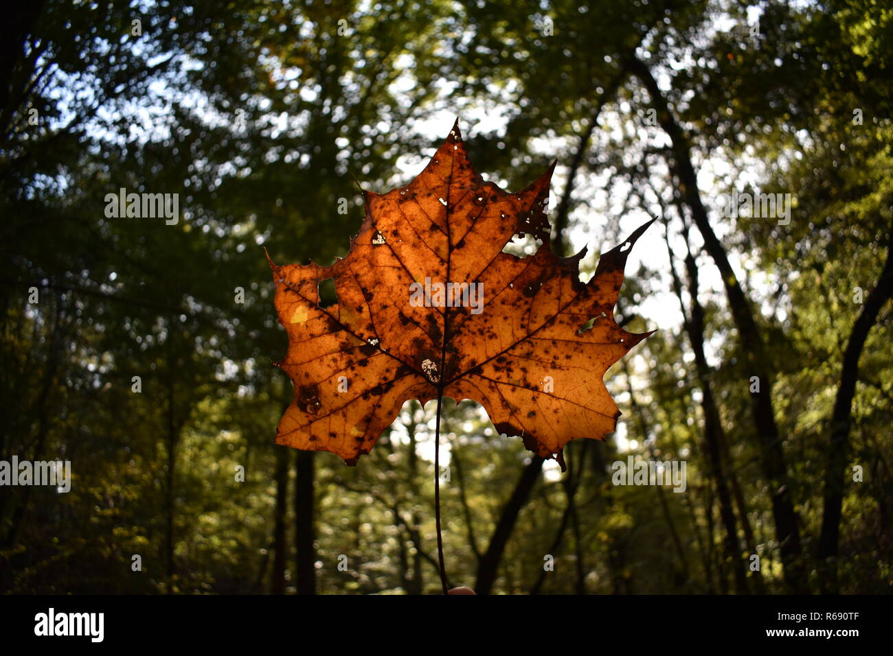 Deep orange and decaying American Sycamore tree leaf held up to the ...