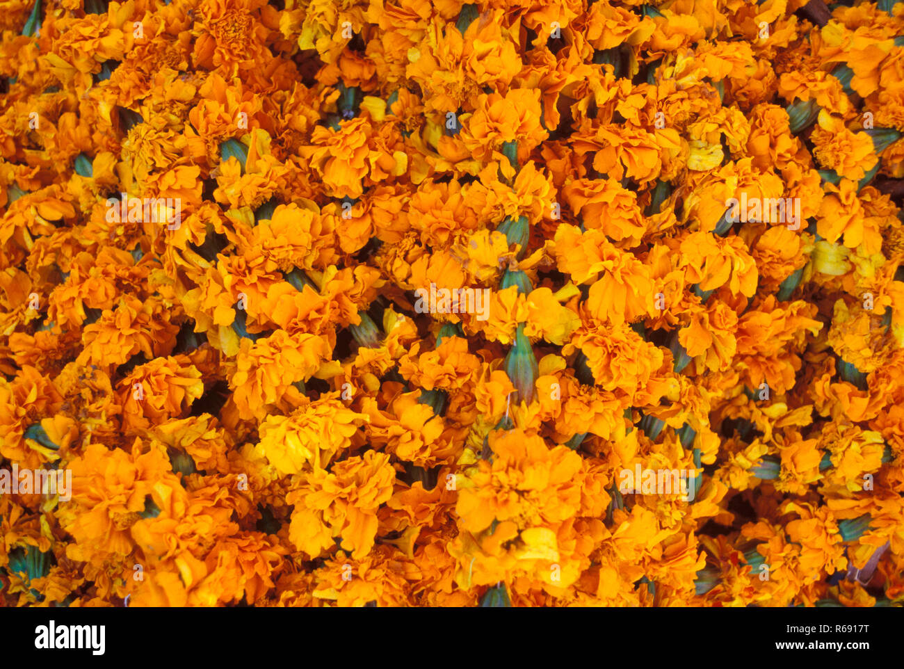 Marigold flowers, India, Asia Stock Photo - Alamy