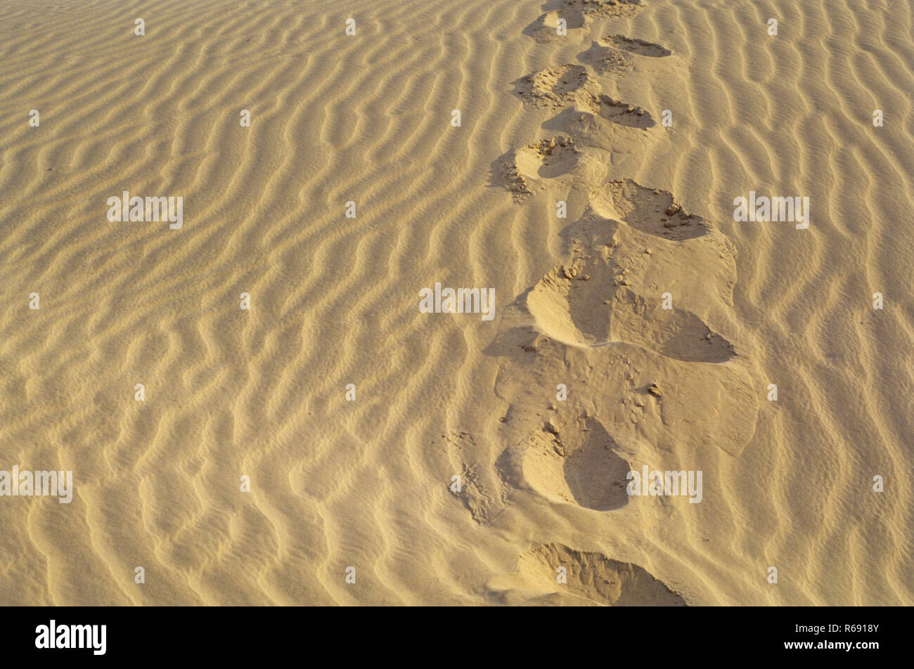 Human footprints in desert sand in Rajasthan, India Stock Photo - Alamy