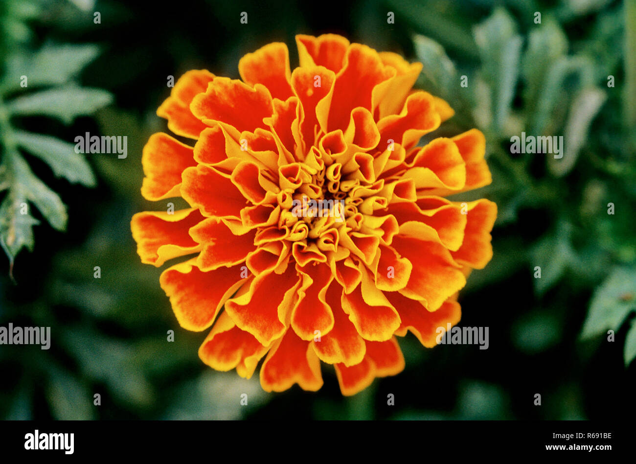 Marigold flower, India, Asia Stock Photo - Alamy