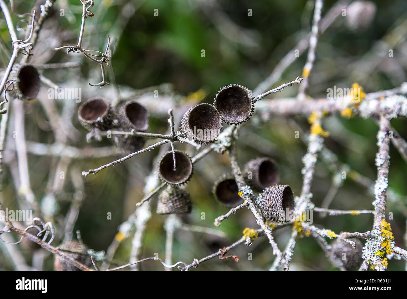 Cupules High Resolution Stock Photography and Images - Alamy