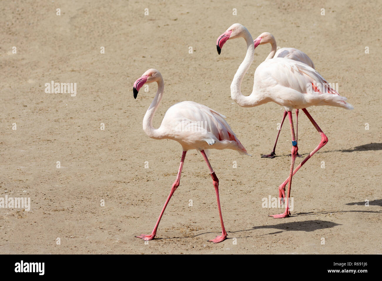 three flamingos walking Stock Photo - Alamy