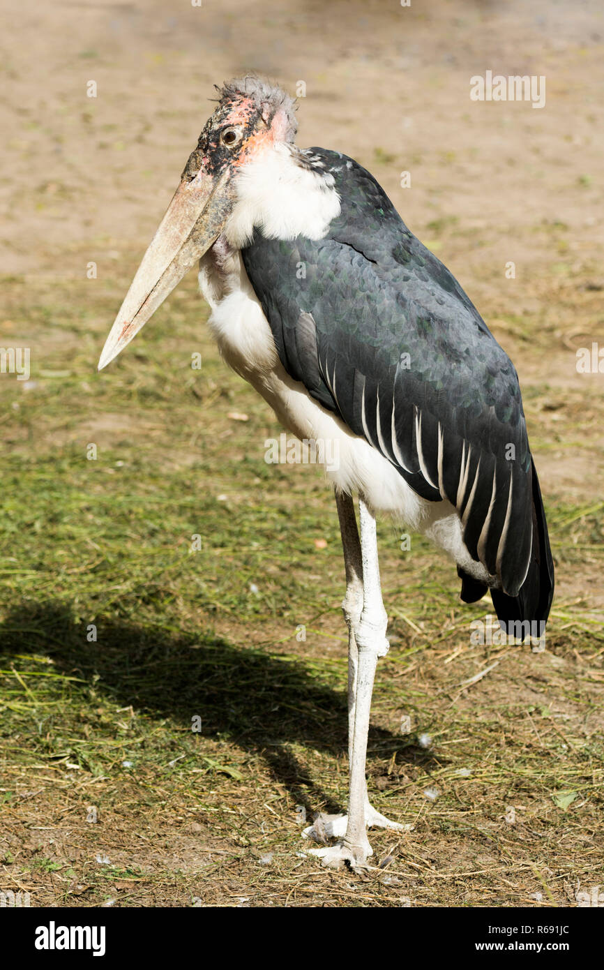 standing marabou bird Stock Photo - Alamy