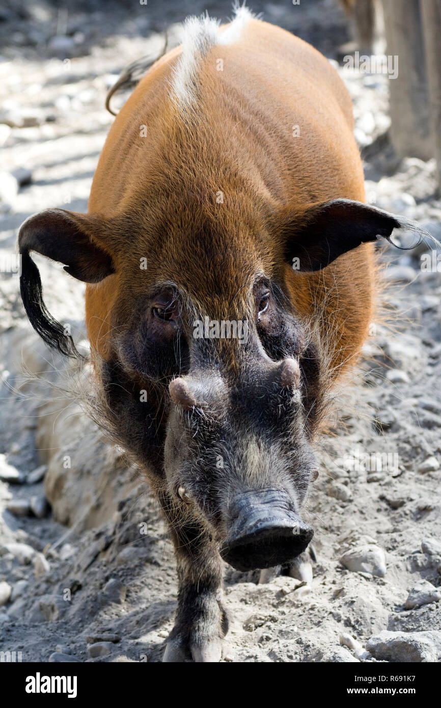 brown wild pig Stock Photo - Alamy