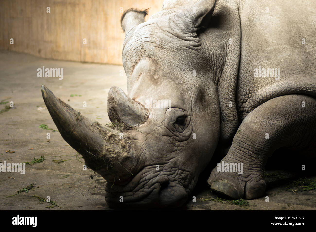 Sick rhino hi-res stock photography and images - Alamy