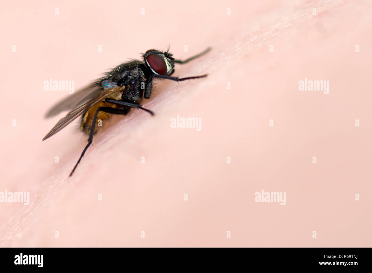fly on human skin Stock Photo - Alamy