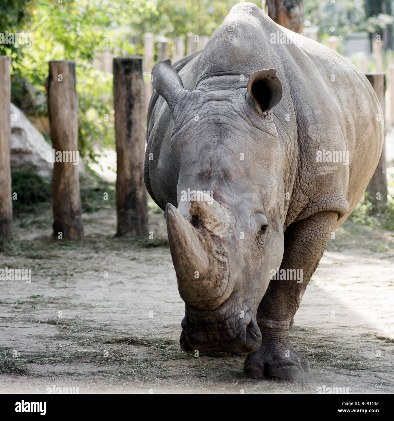 rhinoceros in Zoo Stock Photo - Alamy