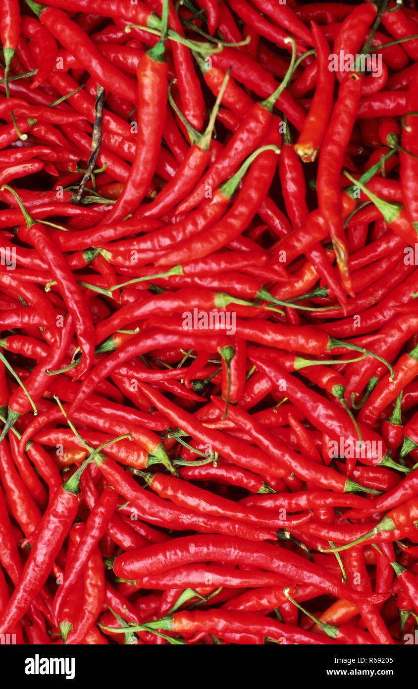 Red Chili, Red Chilies, Red Chilli, Red Chillies, Red Chile, Red pepper ...