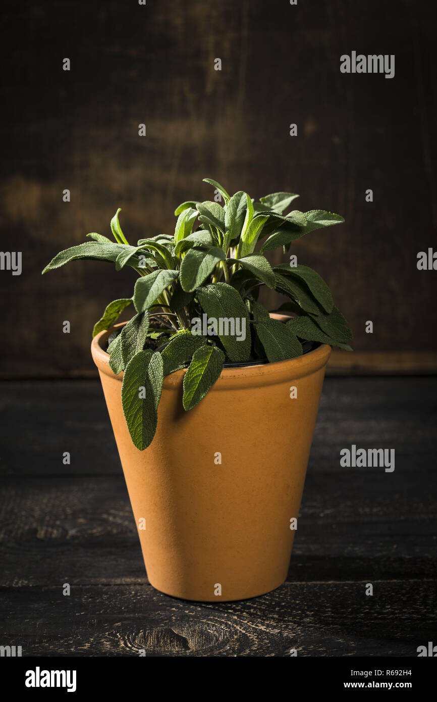 Herb Pot, Sage Stock Photo - Alamy