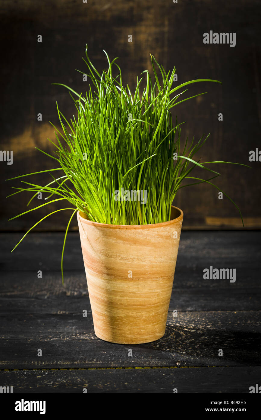 Chive Pots High Resolution Stock Photography and Images - Alamy