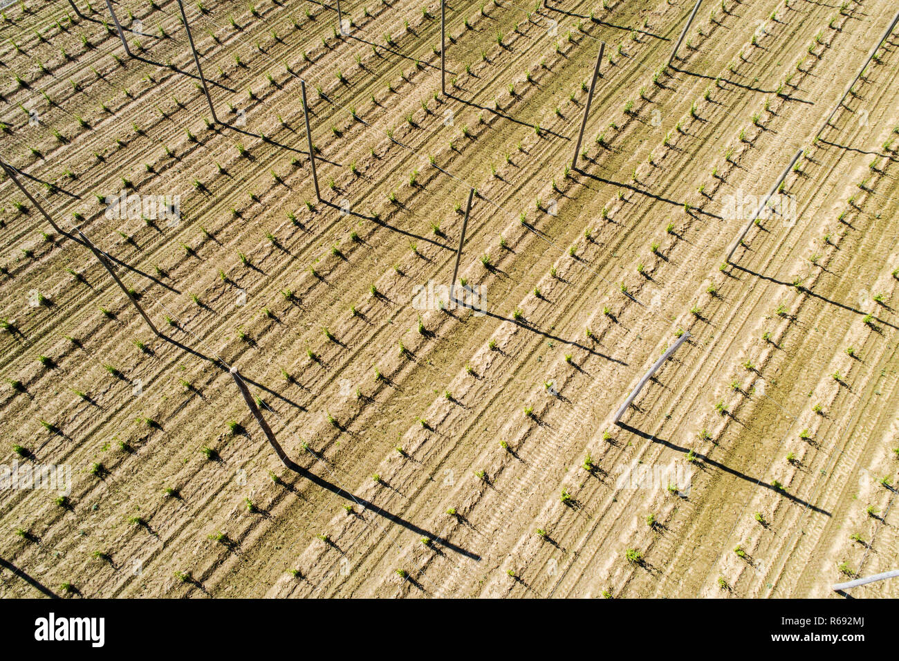 Hopsfeld hi-res stock photography and images - Alamy