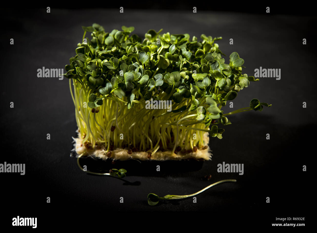 Radish cress hi-res stock photography and images - Alamy