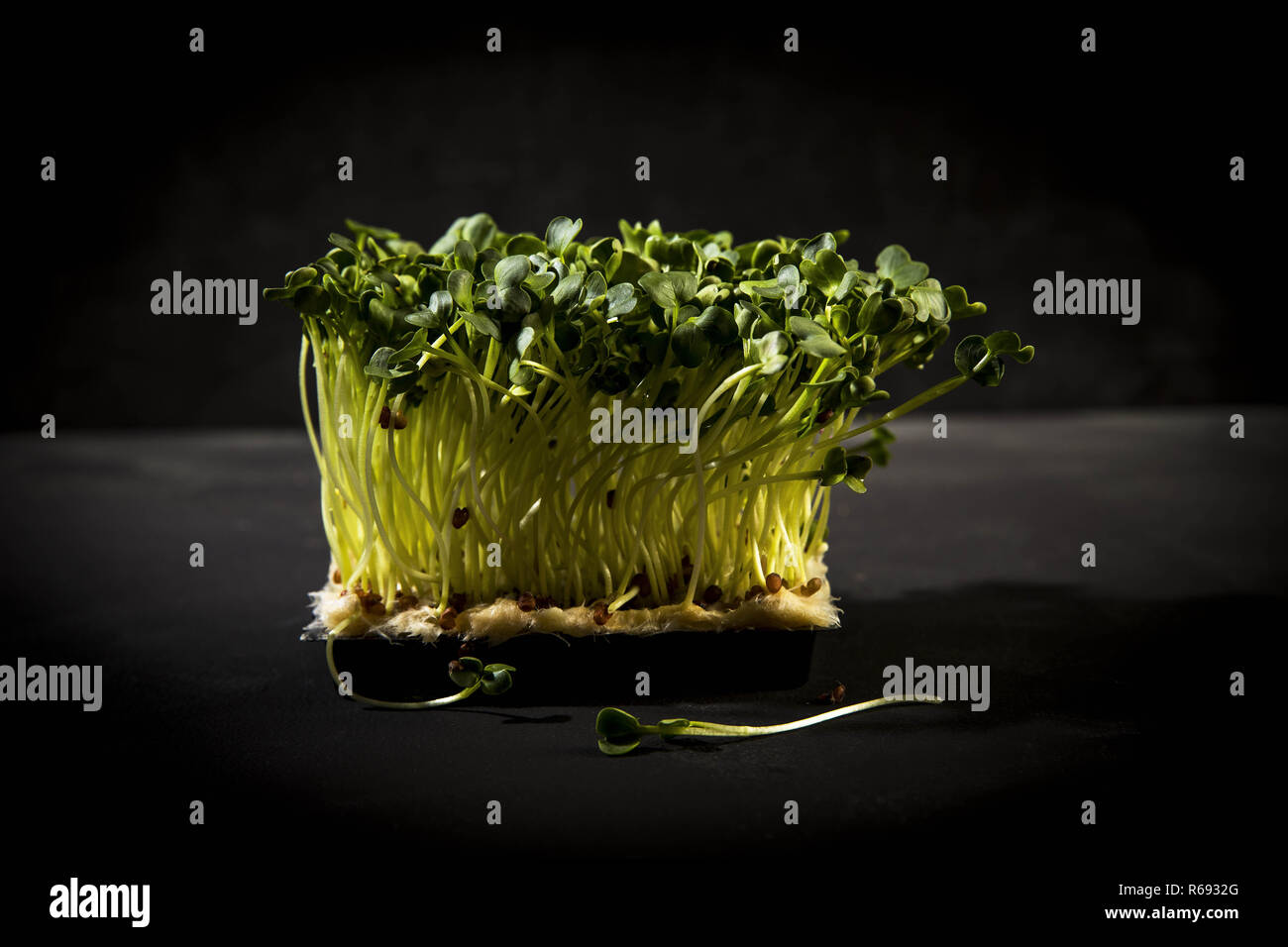 Black wood cress hi-res stock photography and images - Alamy