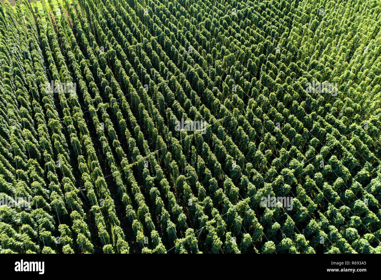 Hop Field From Above Stock Photo - Alamy
