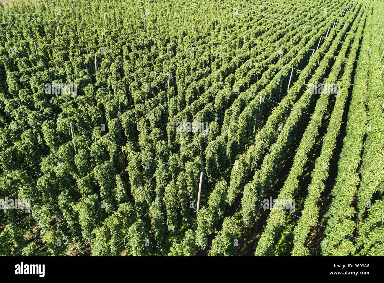 Hop Field From Above Stock Photo - Alamy