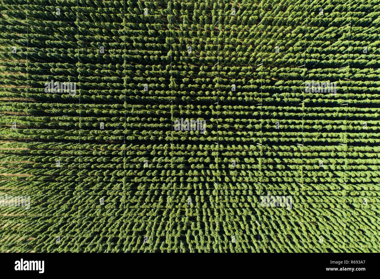 Hop Field From Above Stock Photo - Alamy