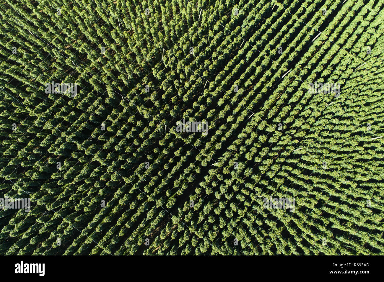 Hop Field From Above Stock Photo - Alamy