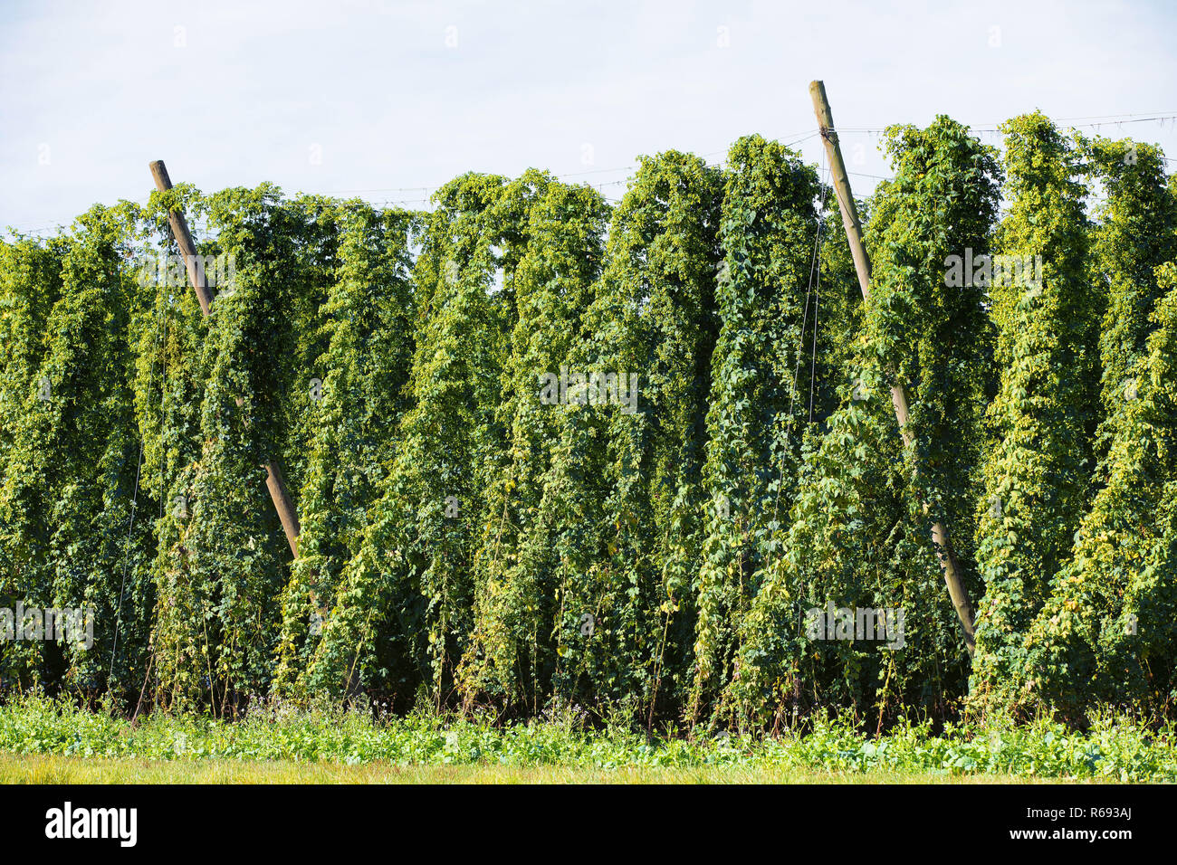 Hops umbels hi-res stock photography and images - Alamy
